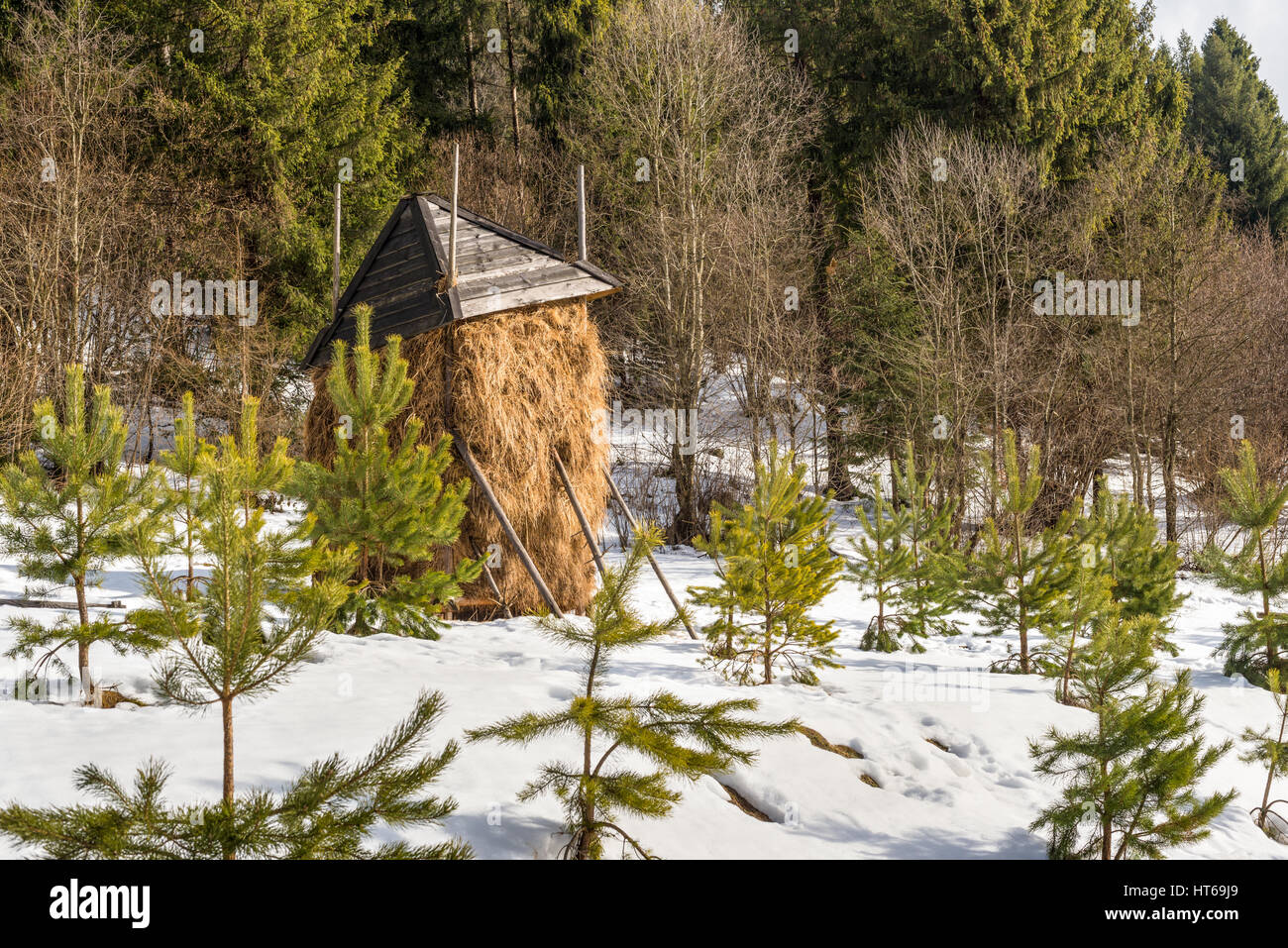 Winter landscape, haystack, hay, the bulk of the hay, early snow ...