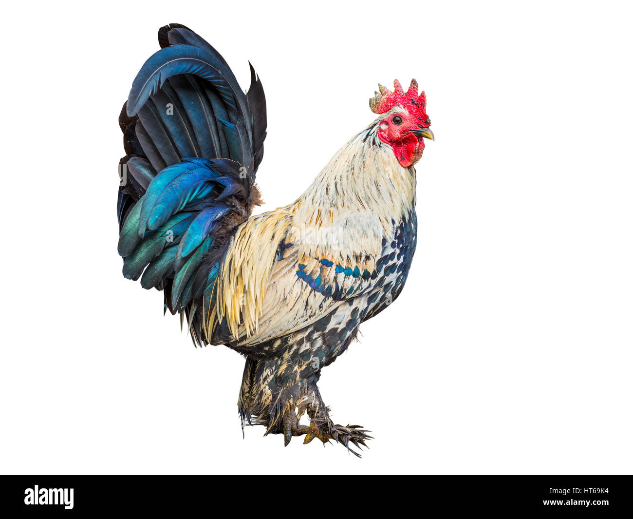 Beautiful male rooster isolated on white background Stock Photo - Alamy