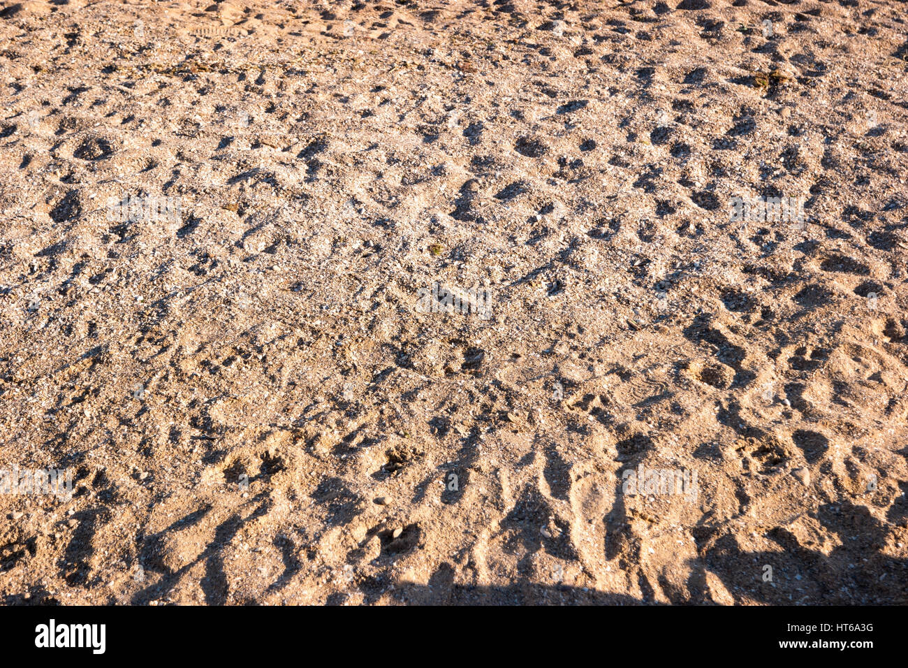 Texture of sand. Sand mixed with crushed shells. Shore of the ocean ...