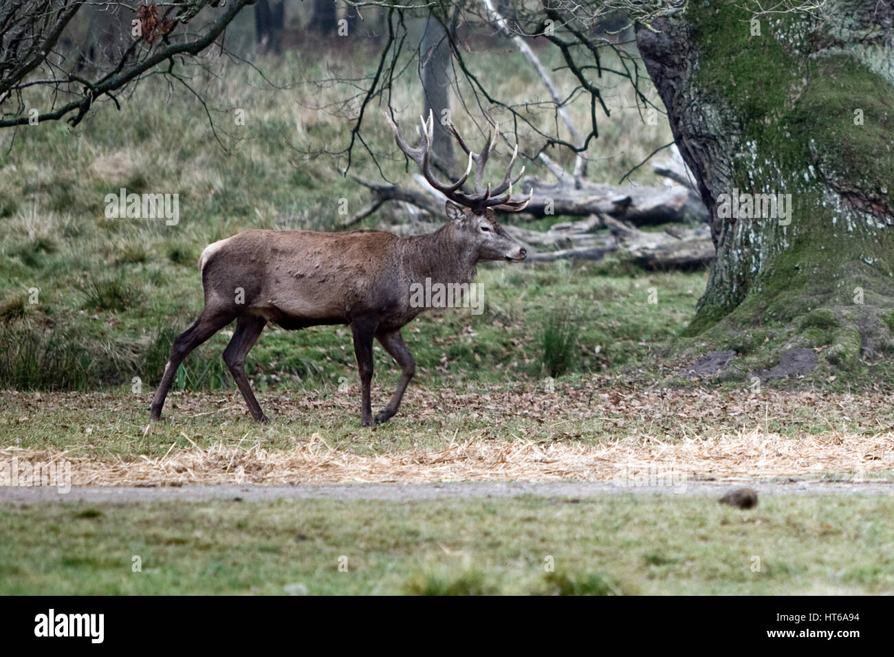 Jægersborg Dyrehave or just “Dyrehaven” (The Deer Park) is located ...
