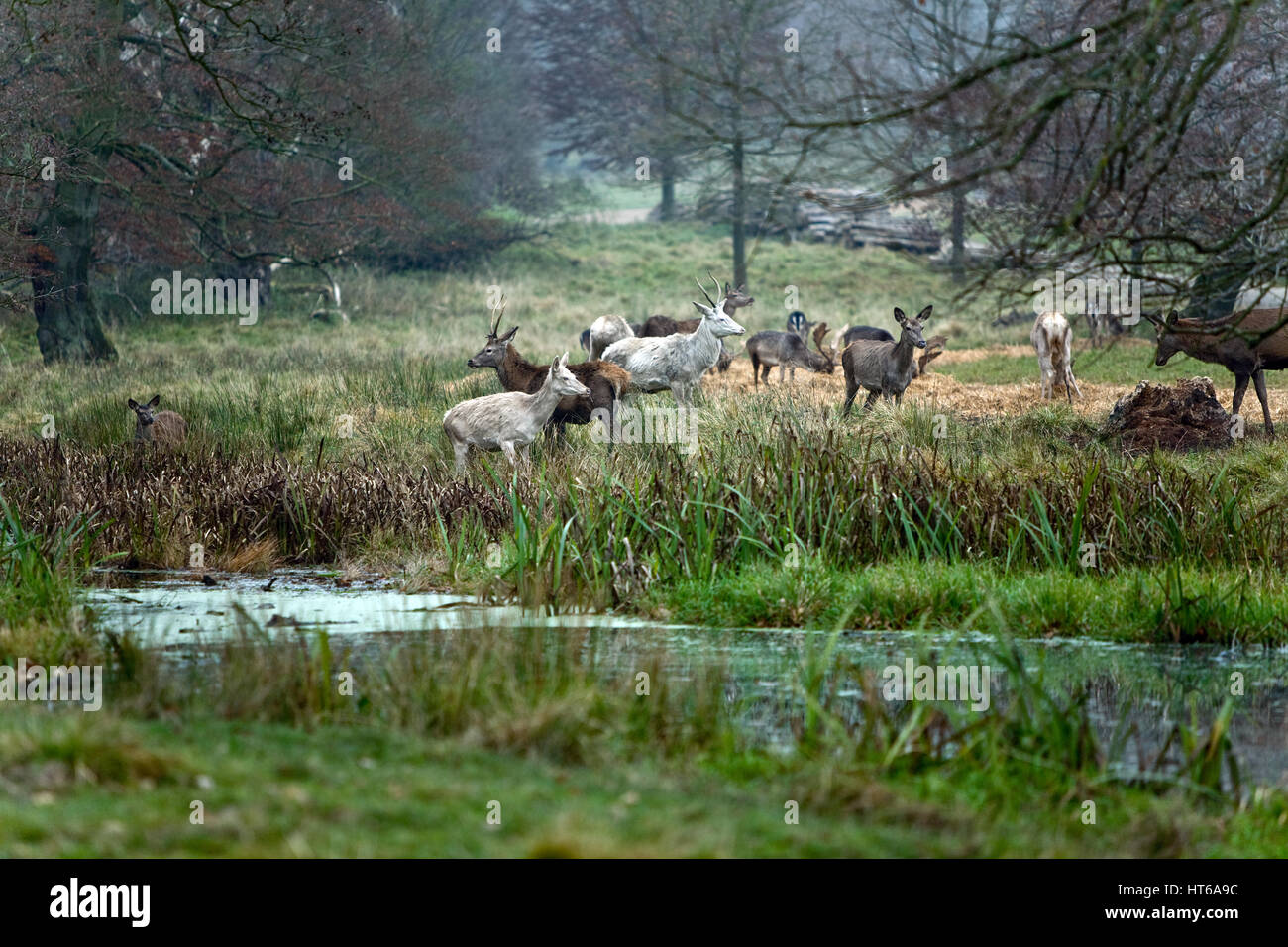 Dyrehaven park copenhagen hi-res stock photography and images - Alamy