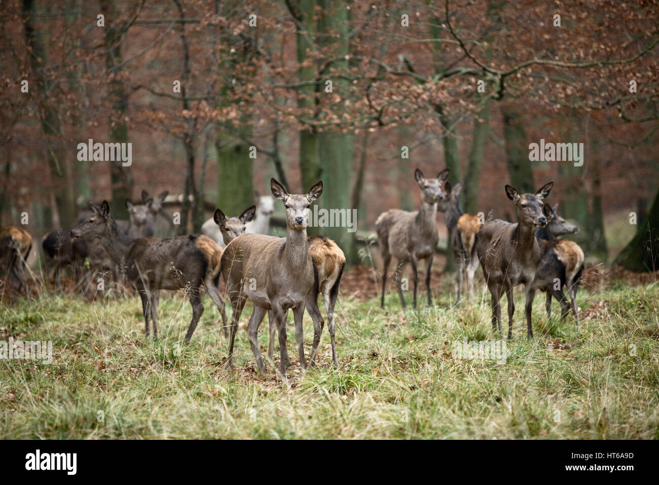 Dyrehaven Park Copenhagen Stock Photos & Dyrehaven Park Copenhagen ...