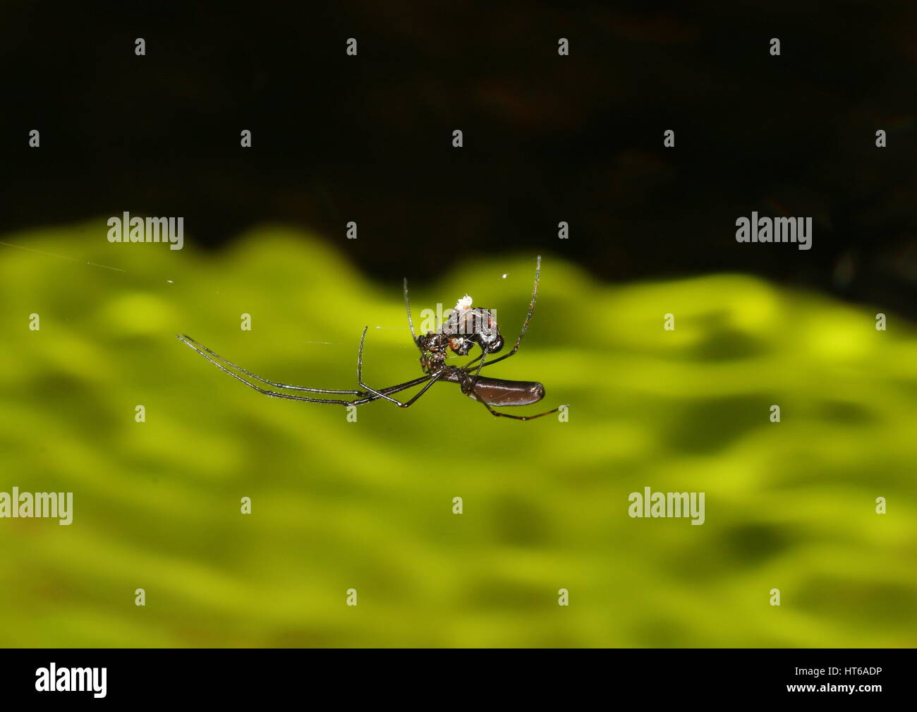 Long legged insects hi-res stock photography and images - Alamy