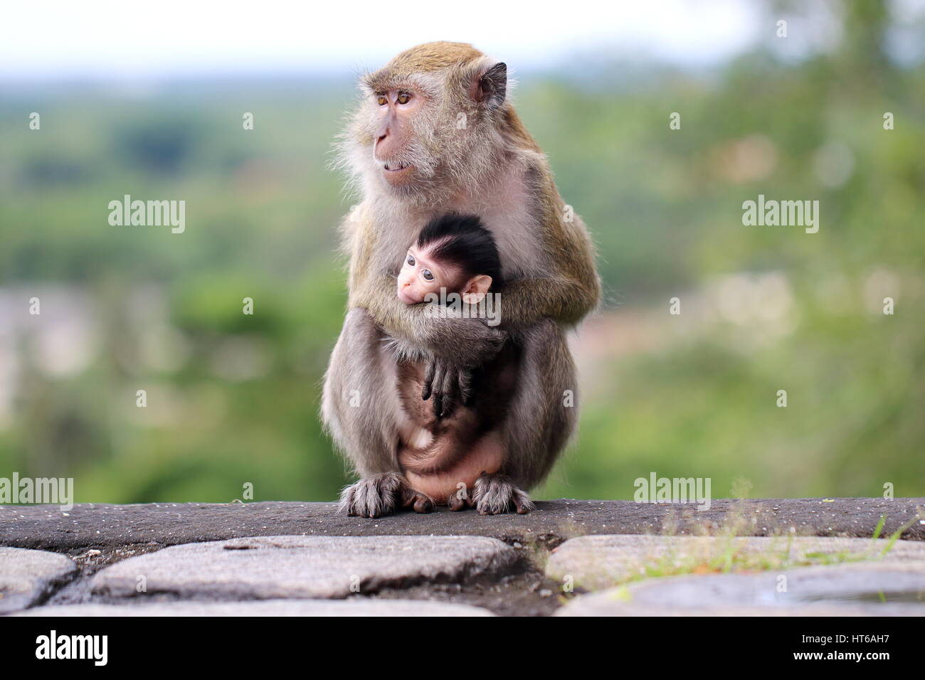 Long-tailed macaque, Macaca fascicularis, mother and child Stock Photo ...