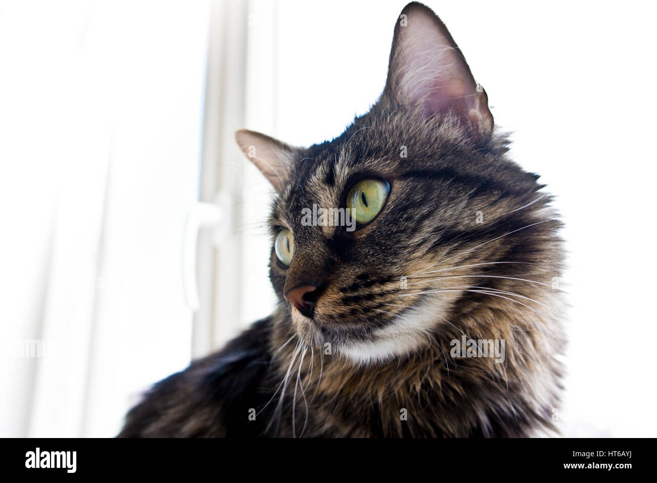 Domestic cat sitting hi-res stock photography and images - Alamy