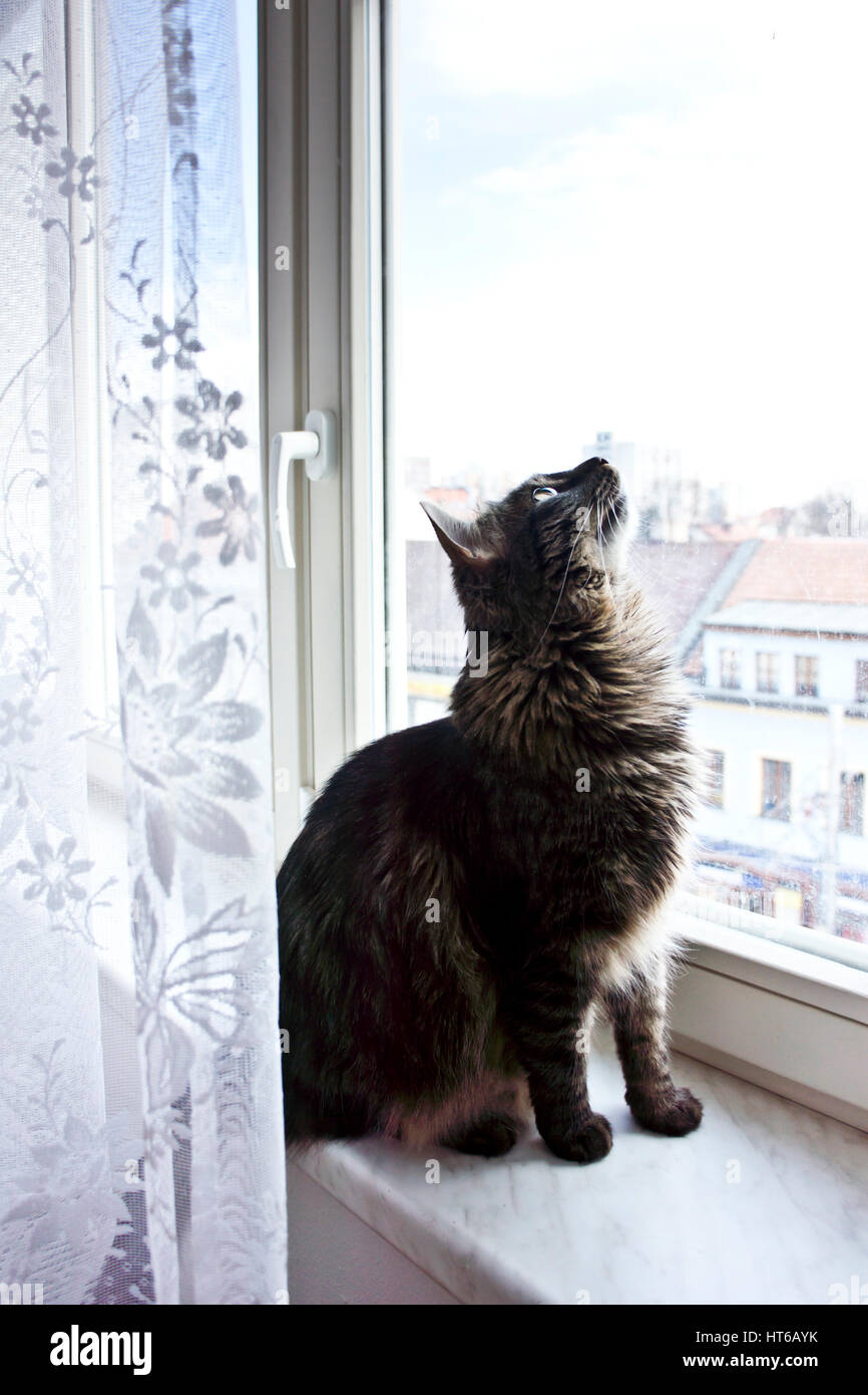 domestic cat sitting by the window Stock Photo - Alamy