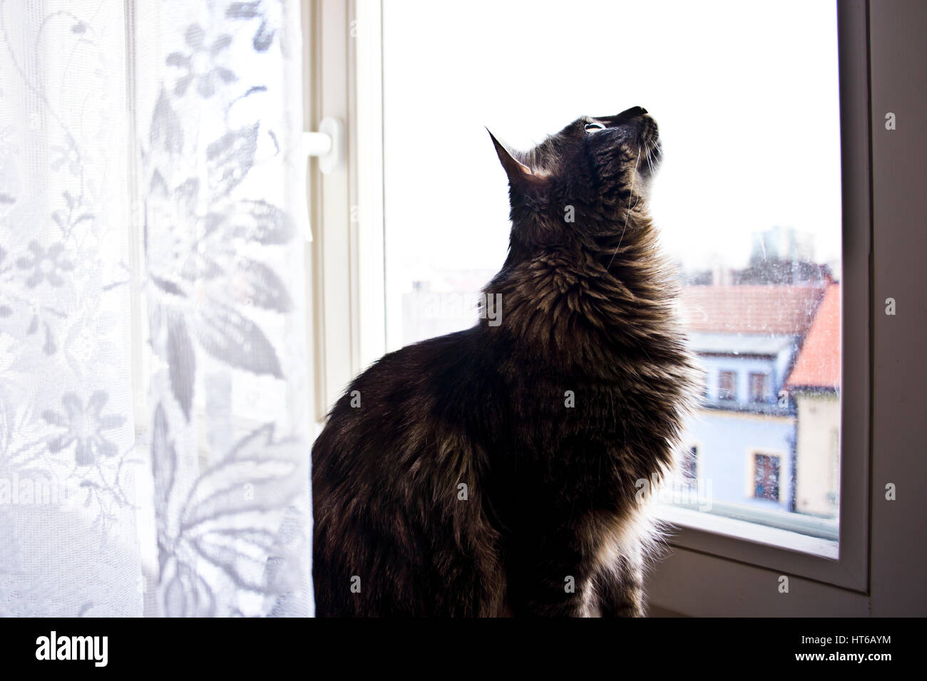 Cat sitting window hi-res stock photography and images - Alamy