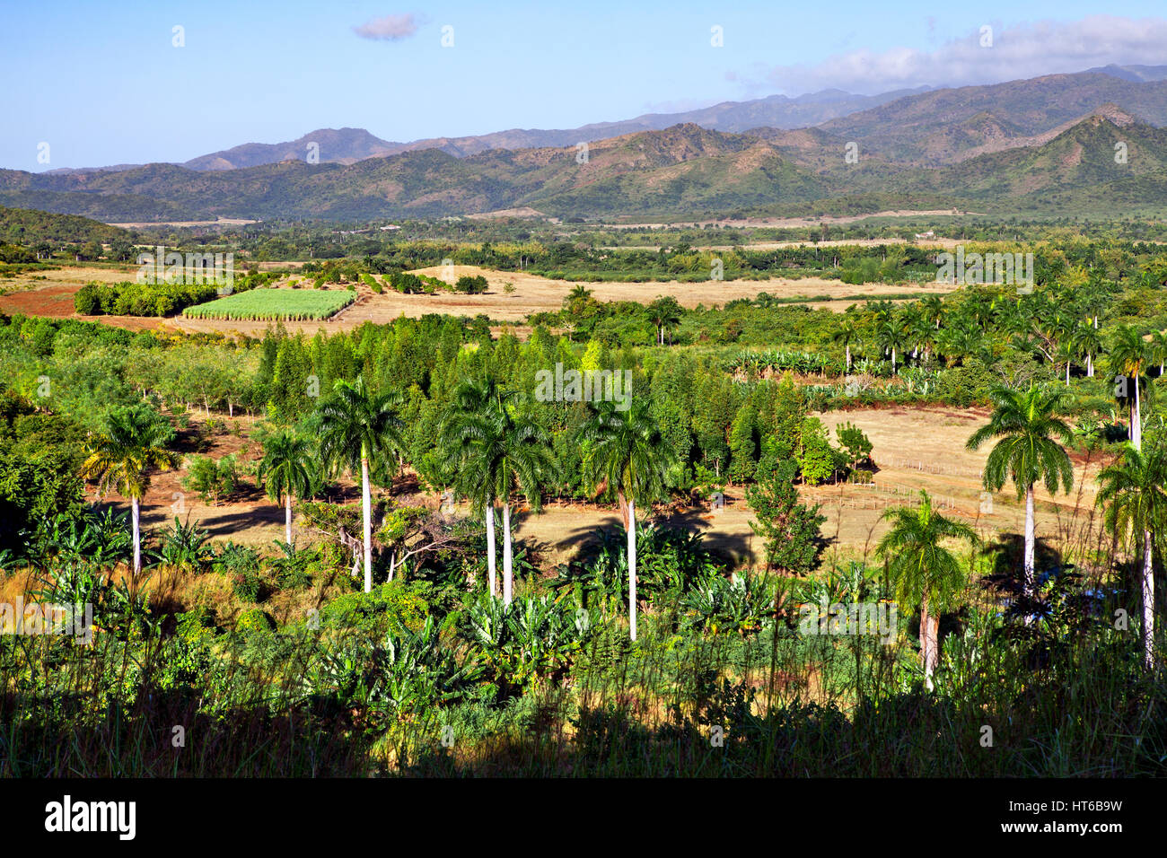 Cuban vegetation hi-res stock photography and images - Alamy