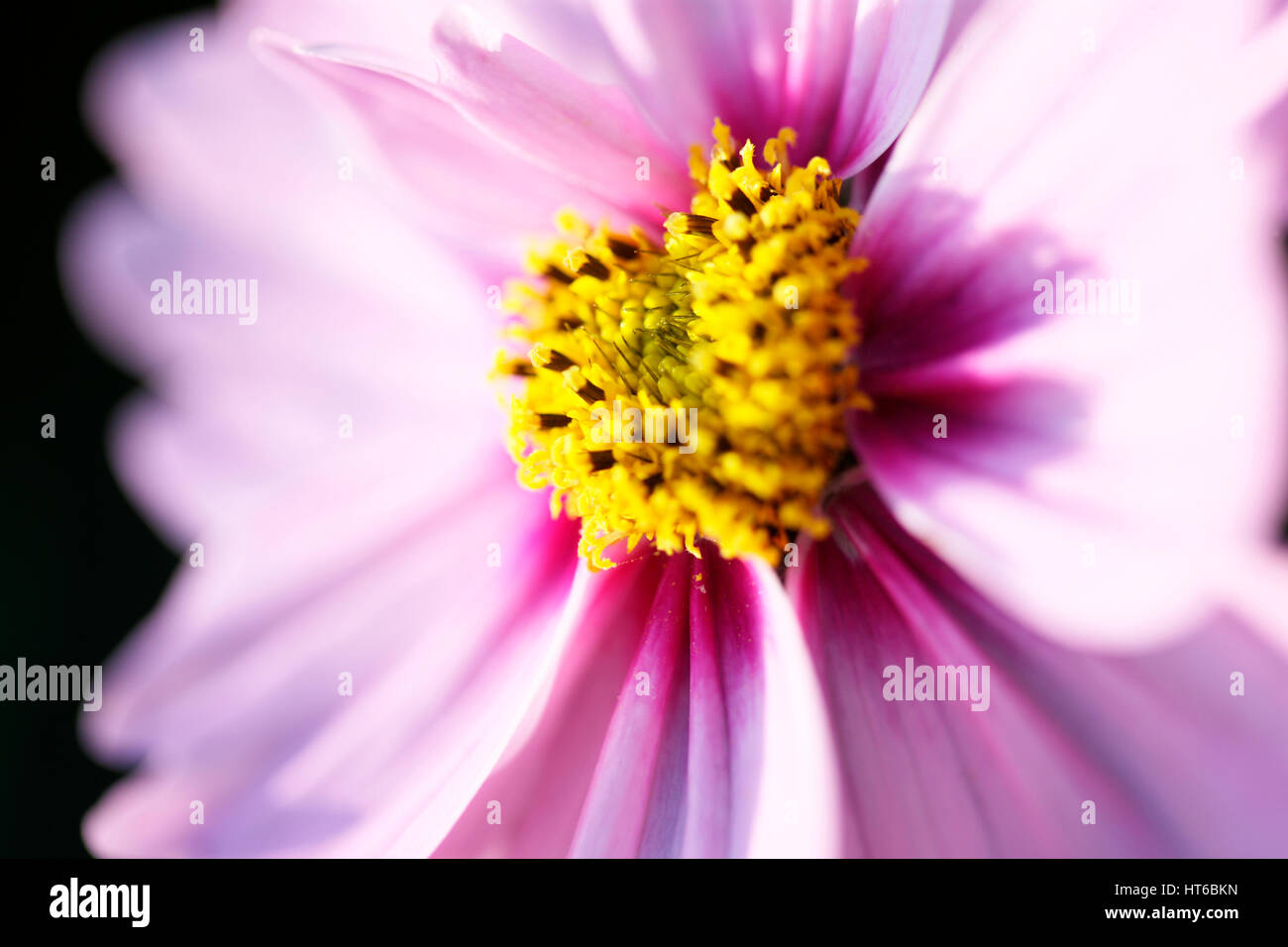 Soft focus beautiful cosmos hi-res stock photography and images - Alamy