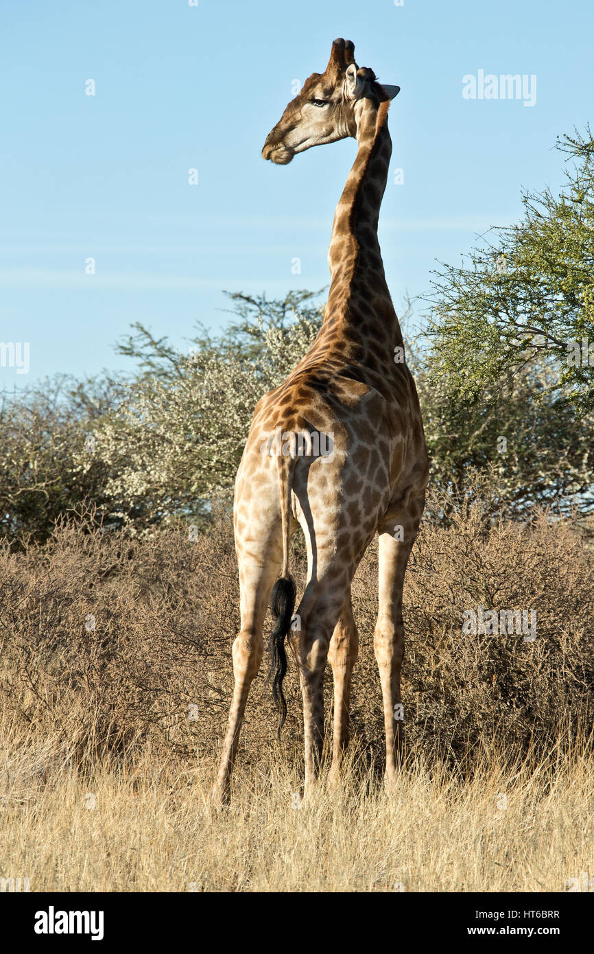 Rear view of giraffe in bush Stock Photo - Alamy