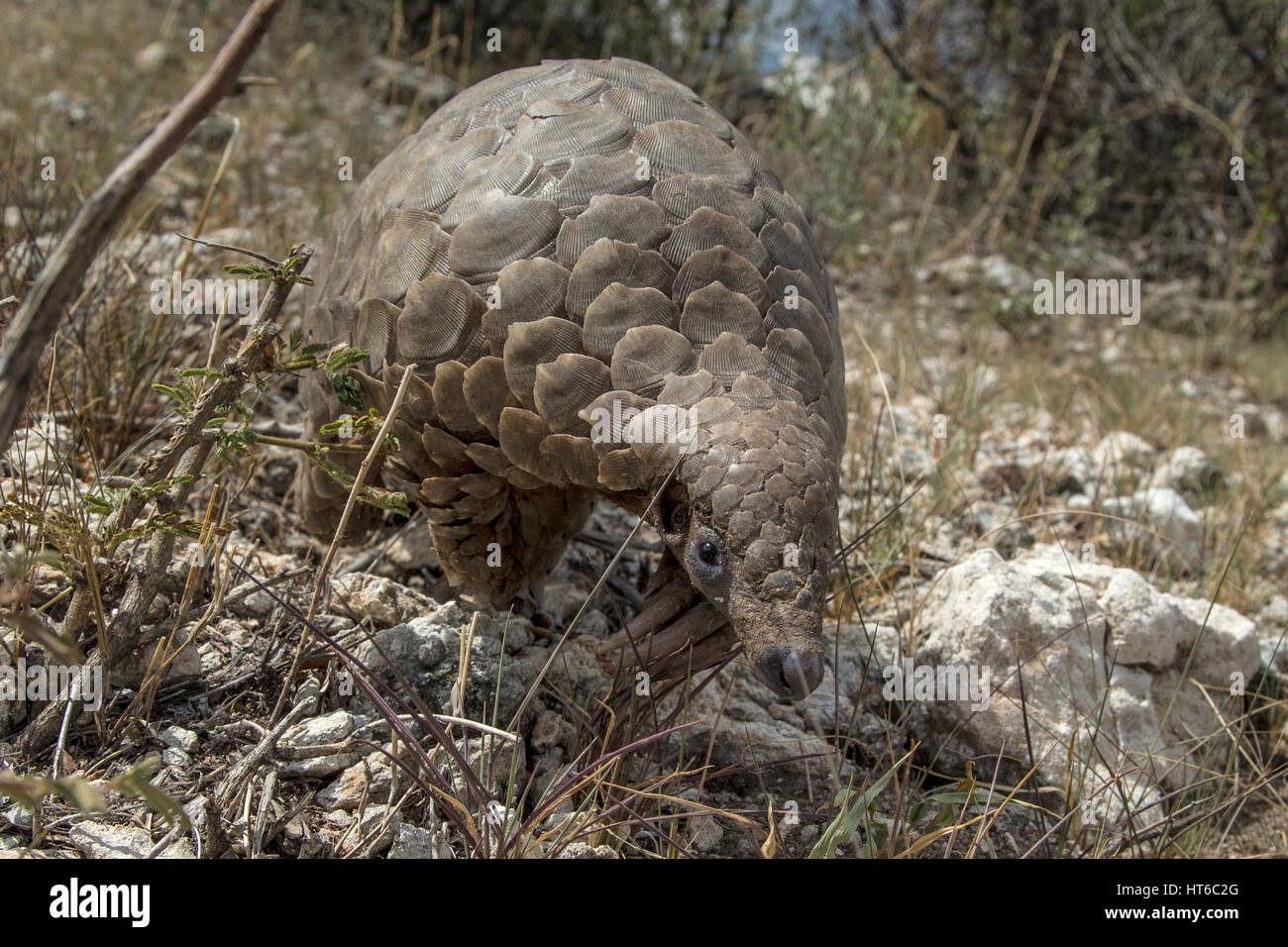 Pangolin foraging in the bush from front ground level (Landscape Stock ...