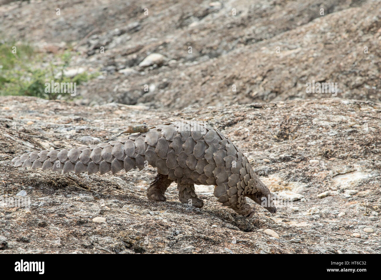 Pangolin on rocks - side view Stock Photo - Alamy