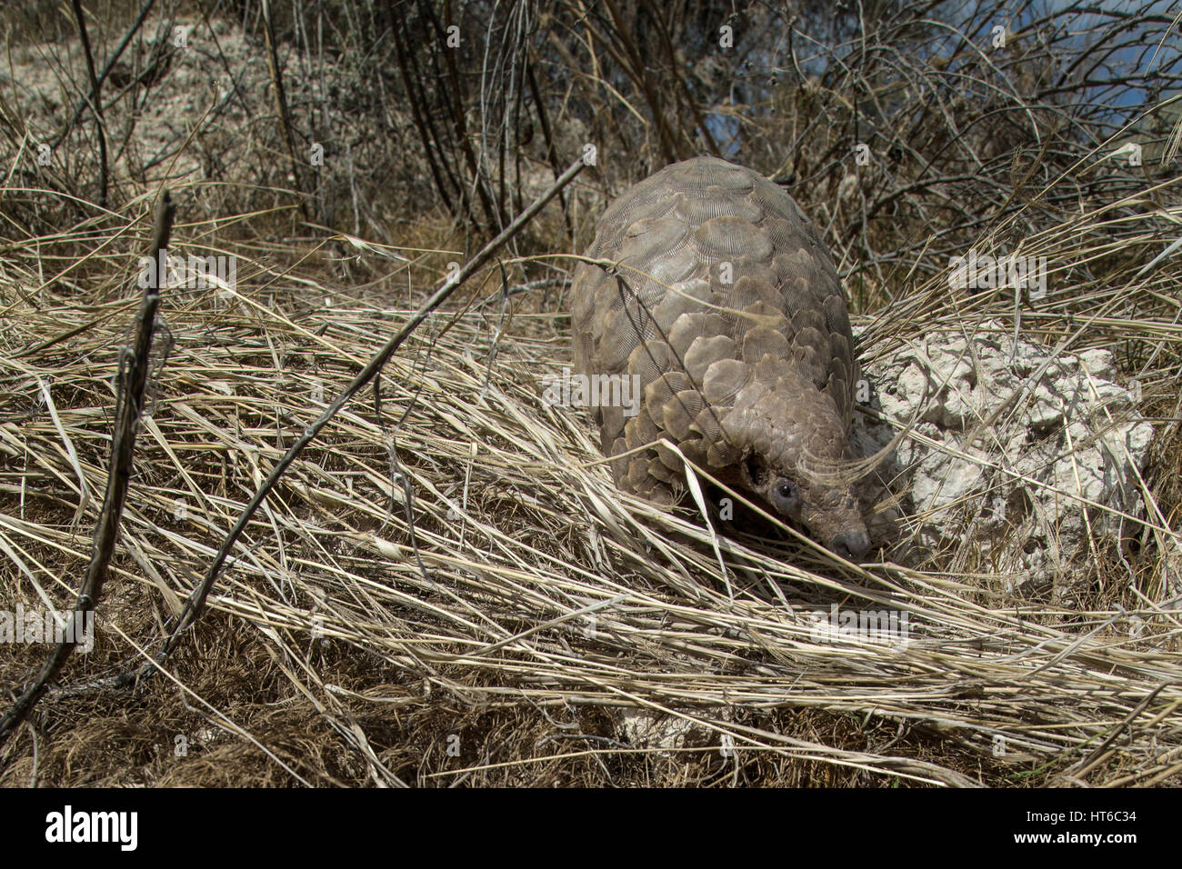 Pangolin foraging in the bush from front ground level (Landscape Stock ...