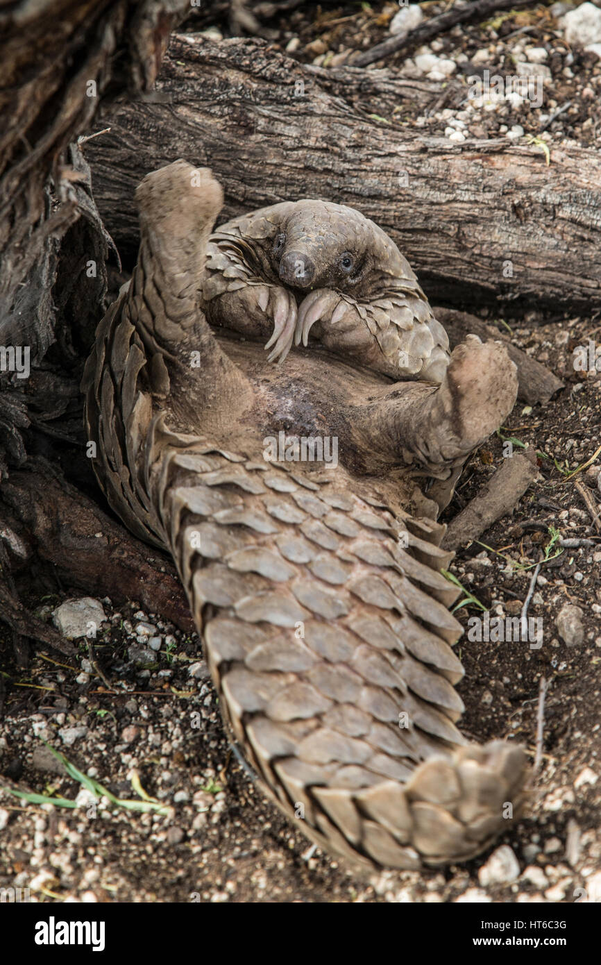 Pangolin hi-res stock photography and images - Alamy