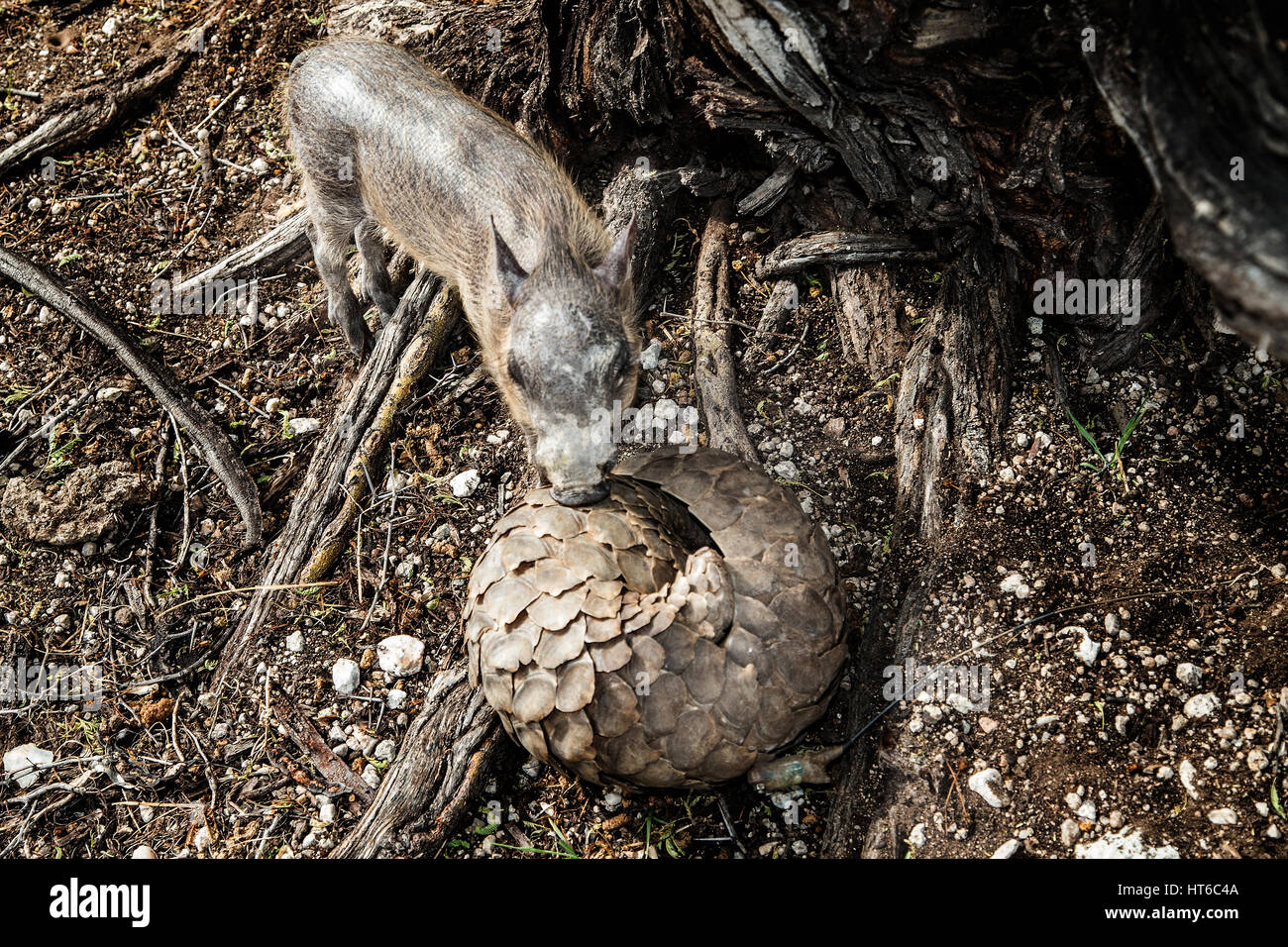 Pangolin scales hi-res stock photography and images - Alamy