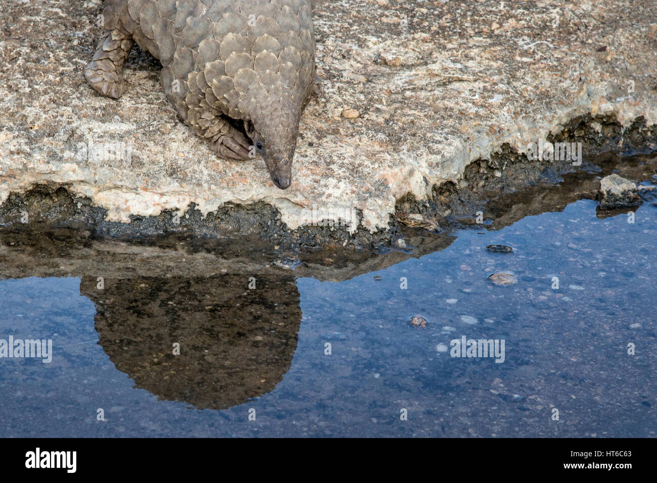 Pangolin scales hi-res stock photography and images - Alamy