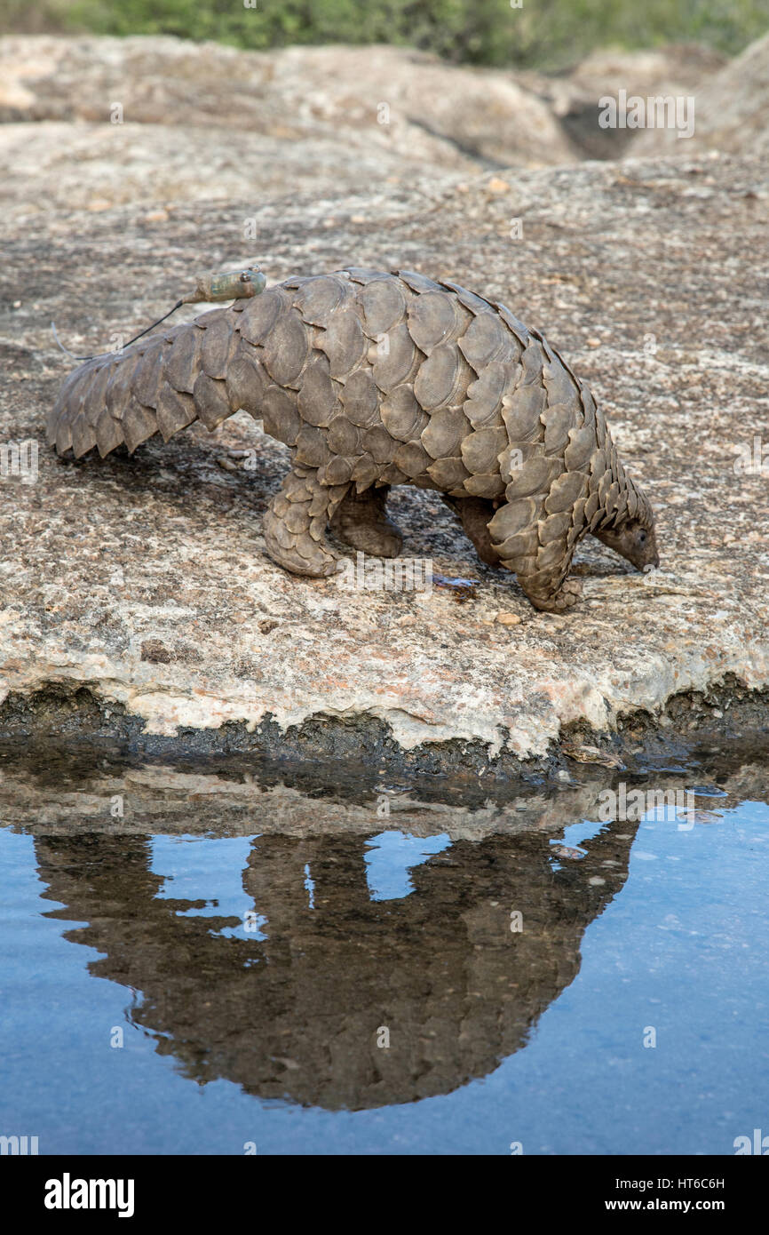 Pangolin scales hi-res stock photography and images - Alamy