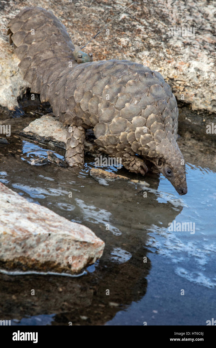 Pangolin in water Stock Photo - Alamy