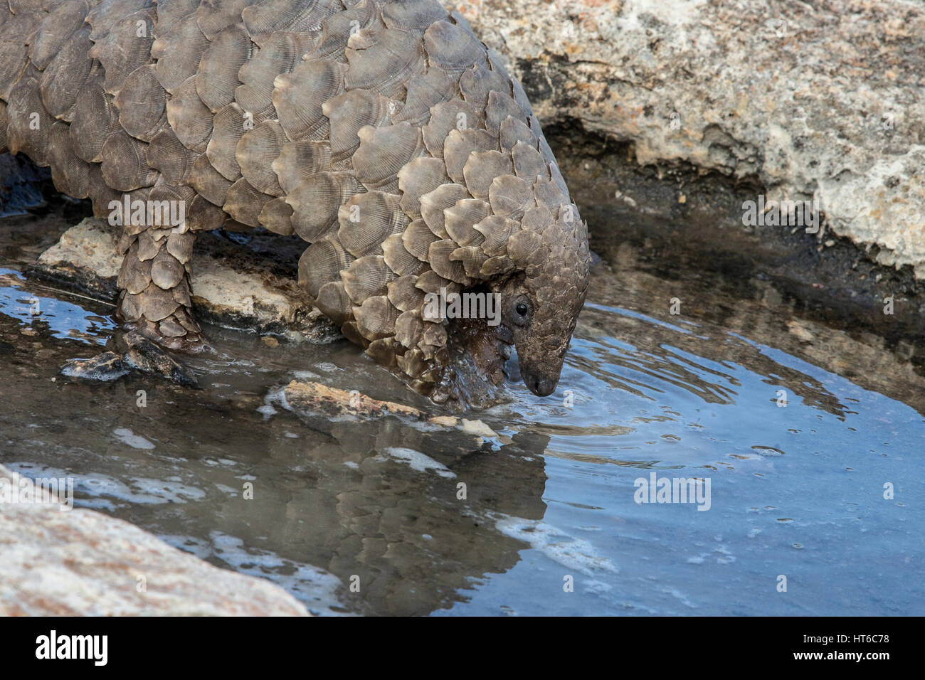 Pangolin in water Stock Photo - Alamy