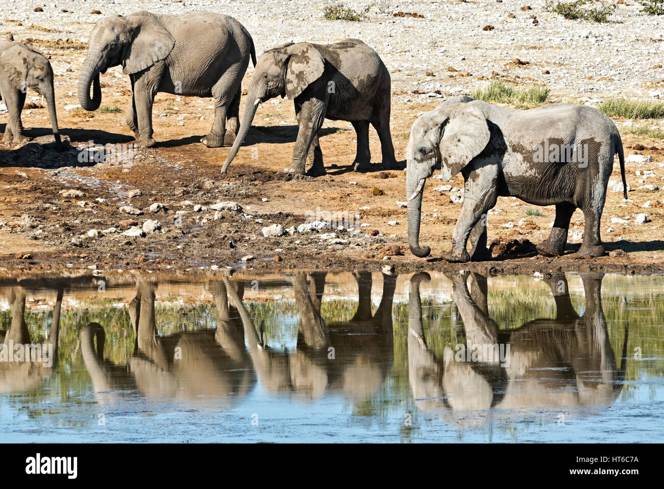 Four Elephants and Reflections in Etosha Stock Photo - Alamy