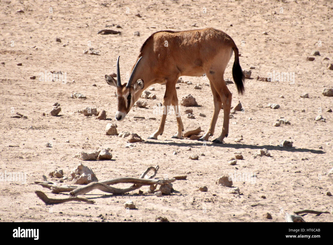 Oryx Rocks High Resolution Stock Photography and Images - Alamy