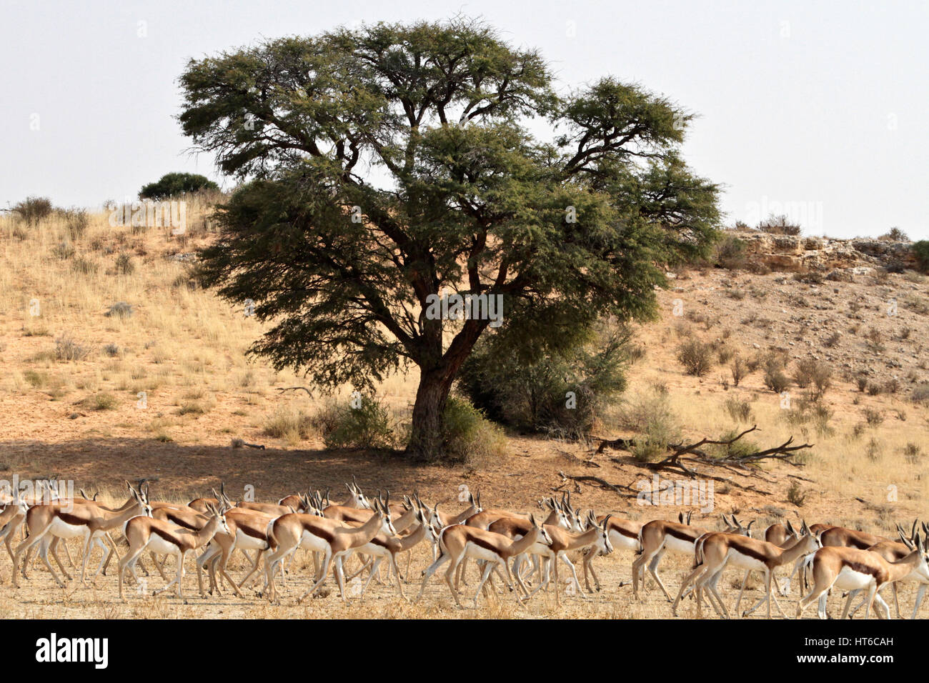 Herd springboks in namibia hi-res stock photography and images - Alamy