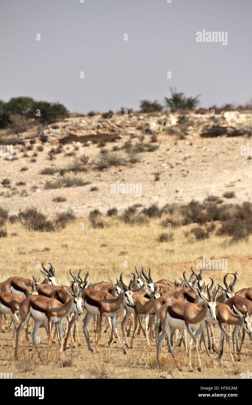 Herd springboks in namibia hi-res stock photography and images - Alamy