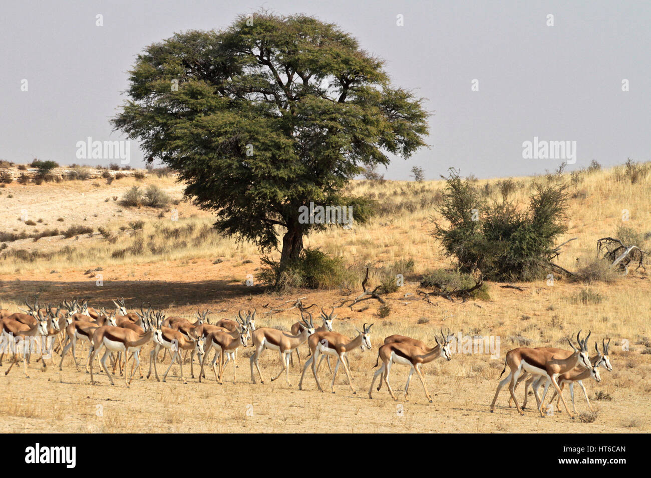 Springbok africa springboks herd hi-res stock photography and images ...