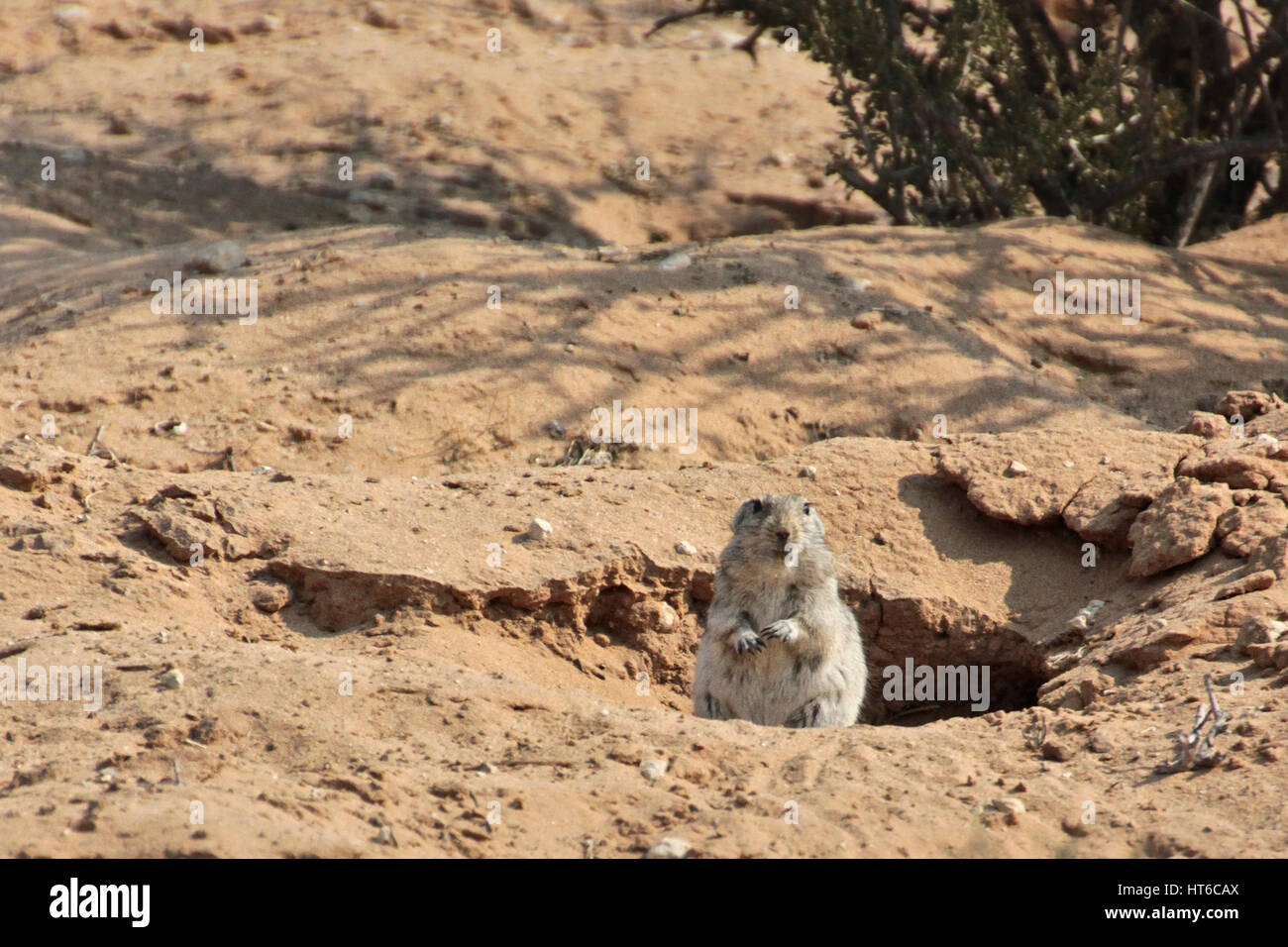 Whistling Rat in burrow in Kalahari Stock Photo - Alamy