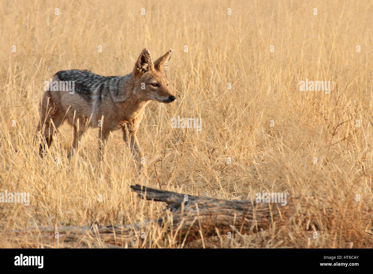 African Golden Jackal High Resolution Stock Photography and Images - Alamy