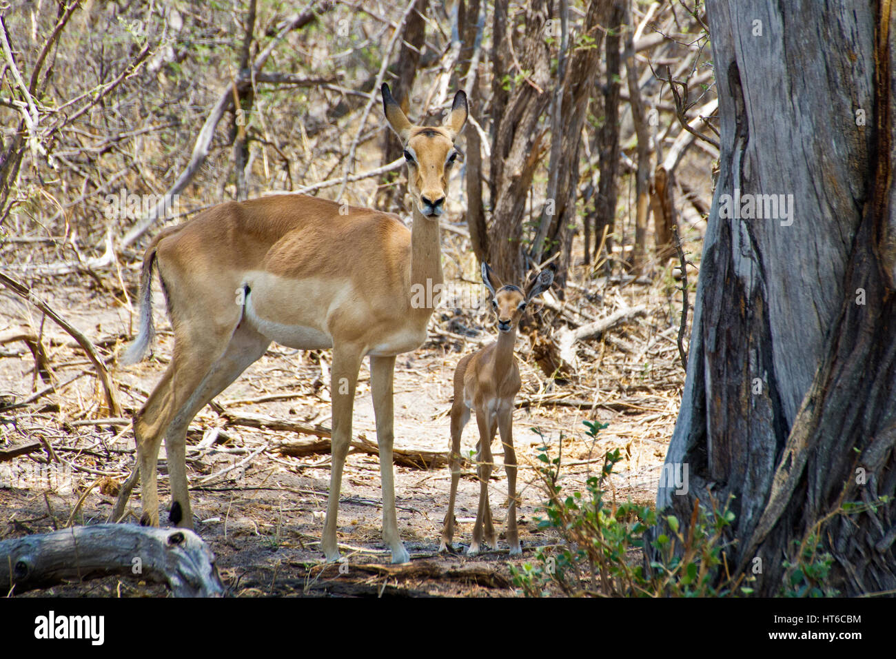Impala and calf/fawn on Caprivi in Namibiia Stock Photo - Alamy