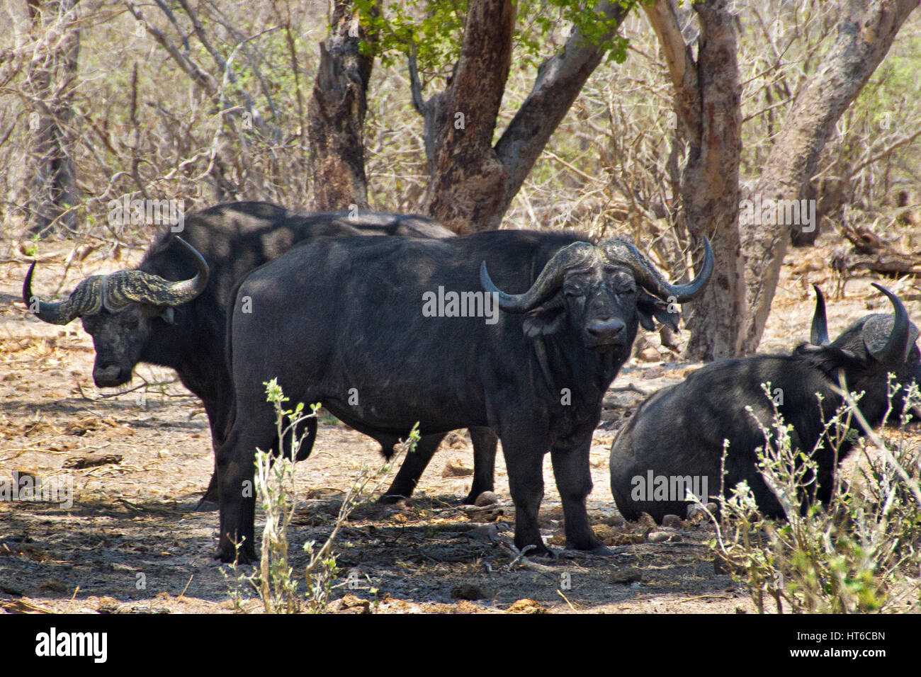 Three sleepy but still dangerous buffalo taking advantage of shade ...