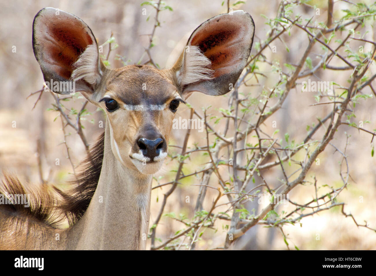 Kudu head hi-res stock photography and images - Alamy