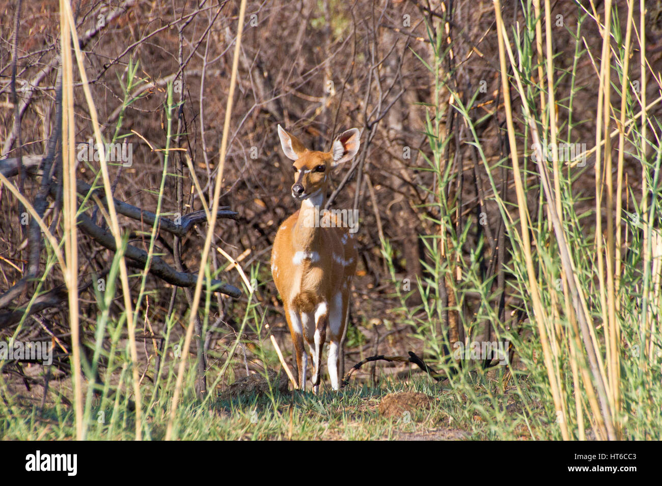 Bushbuck antelope hi-res stock photography and images - Alamy