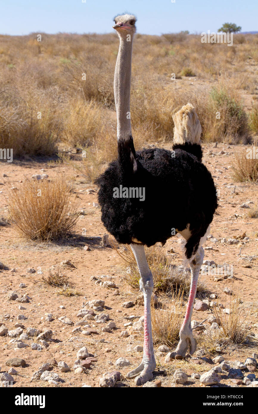 Male Ostrich Close Up Stock Photo - Alamy