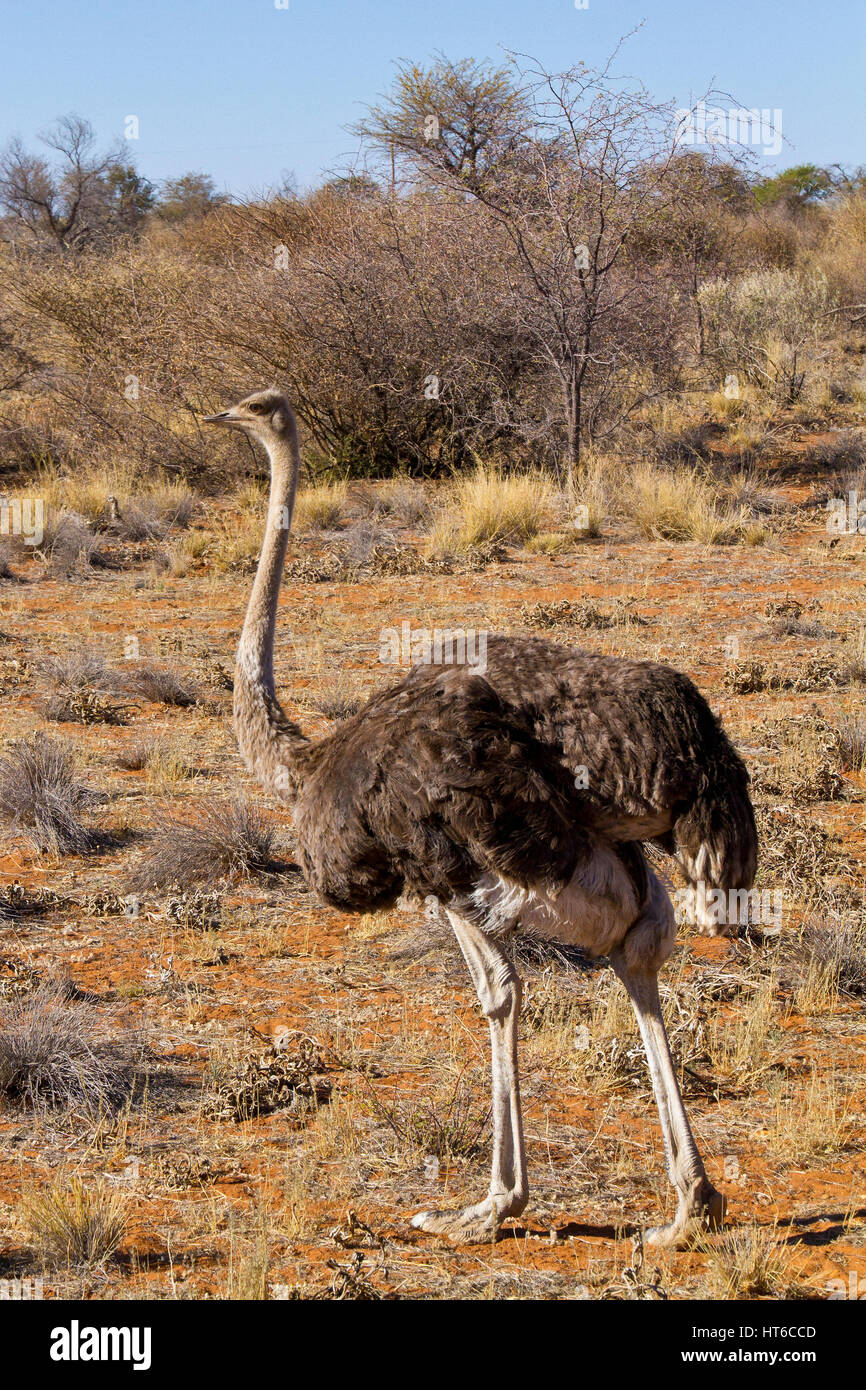 Female Ostrich Close Up Stock Photo - Alamy