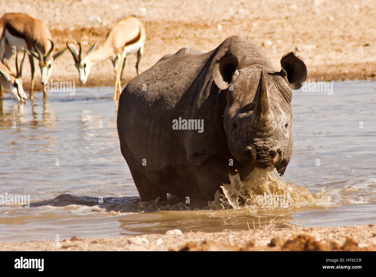 Black rhino leaving water Stock Photo - Alamy
