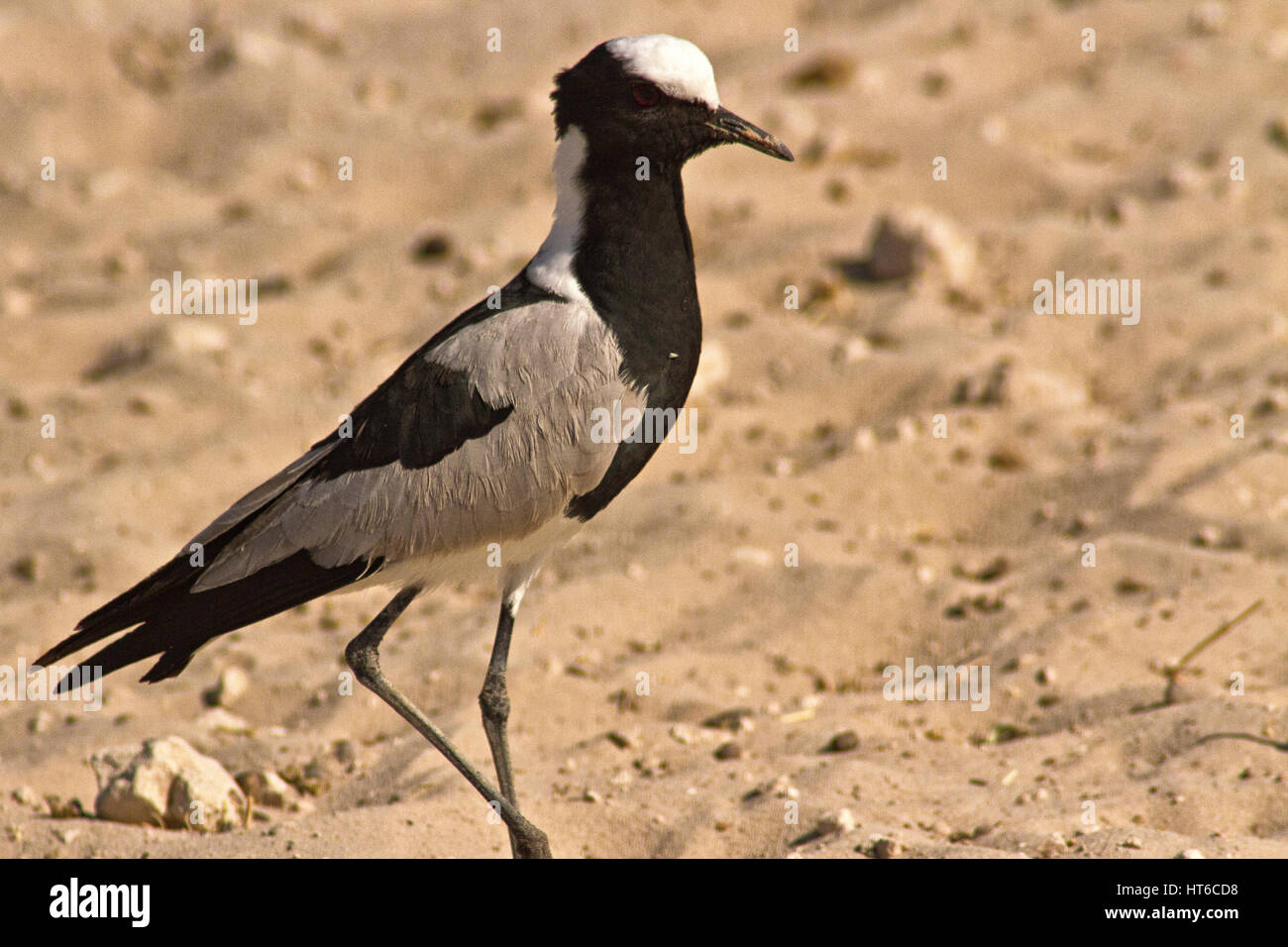 Blacksmith lapwing hi-res stock photography and images - Alamy
