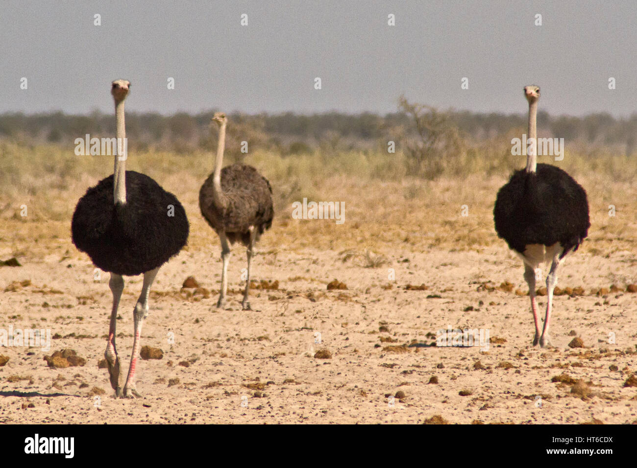 Three ostriches approaching Stock Photo - Alamy