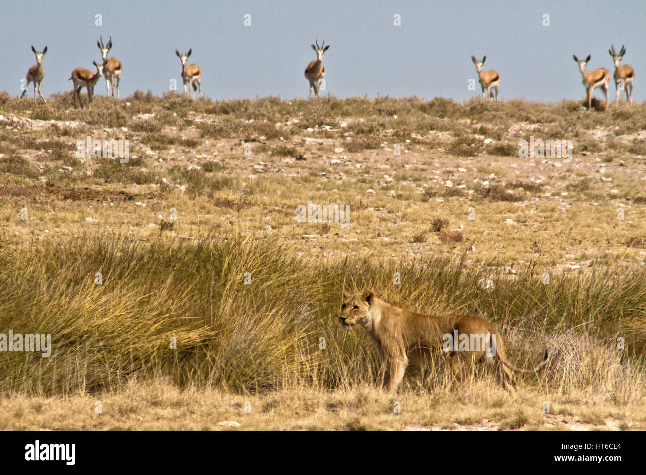 Springbok hunt hi-res stock photography and images - Alamy