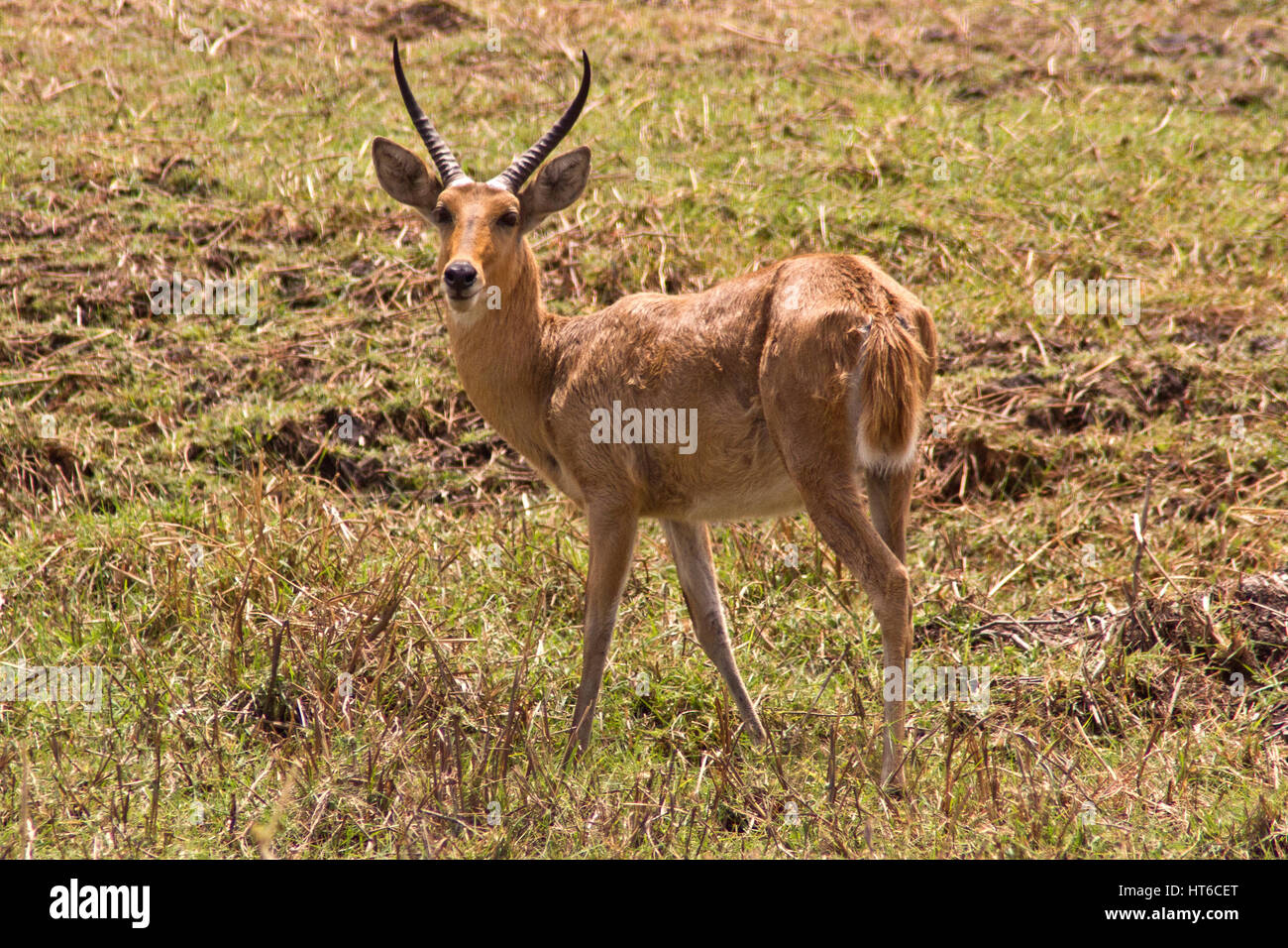Male reedbuck hi-res stock photography and images - Alamy