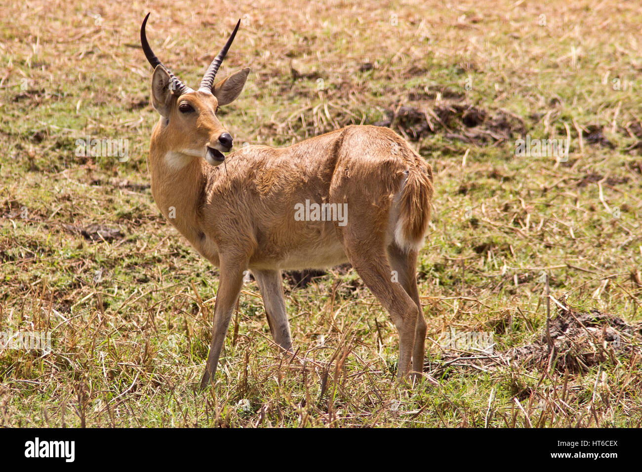 Male reedbuck hi-res stock photography and images - Alamy
