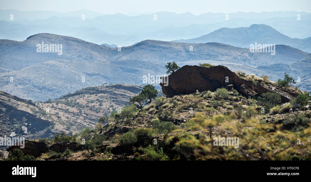 Trees growing in the harsh conditions of the Gamsberg Pass in Namibia ...