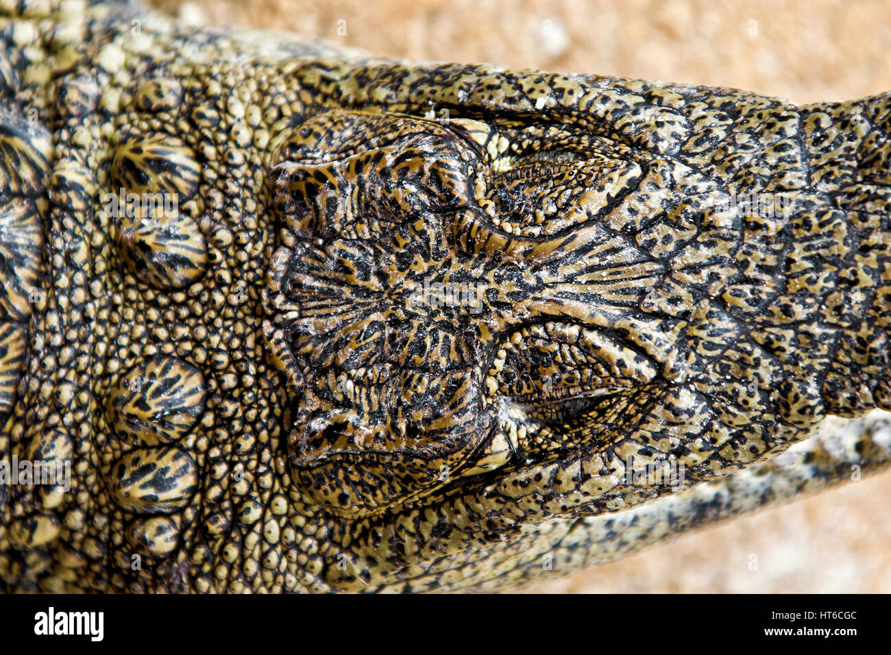 A crocodile head from above Stock Photo - Alamy