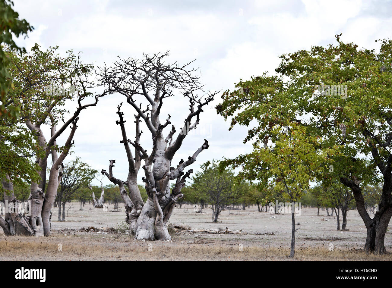 Moringa trees hi-res stock photography and images - Alamy