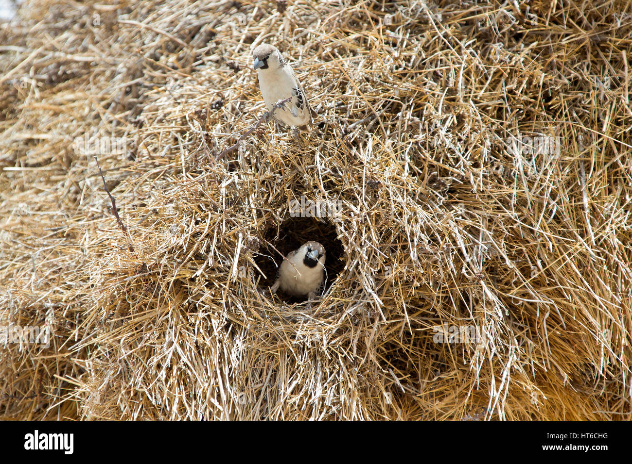 Sociable weaver bird nest hi-res stock photography and images - Alamy