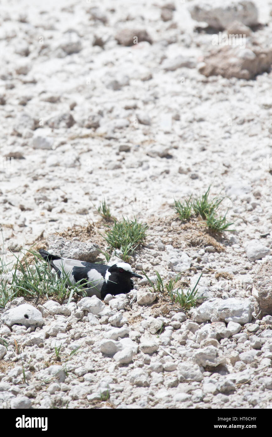 Blacksmith Plover (lapwing) on nest in Etosha Stock Photo - Alamy
