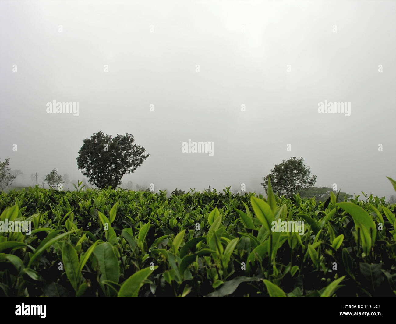 Tea Gardens at Ooty, India Stock Photo - Alamy