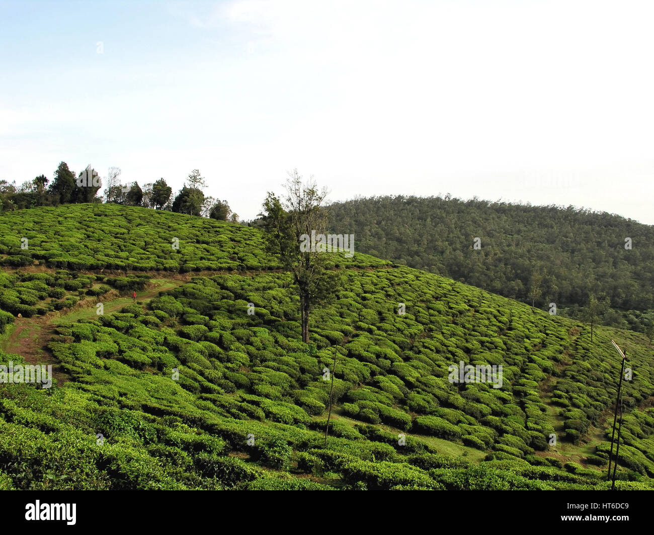 Tea Gardens at Ooty, India Stock Photo - Alamy