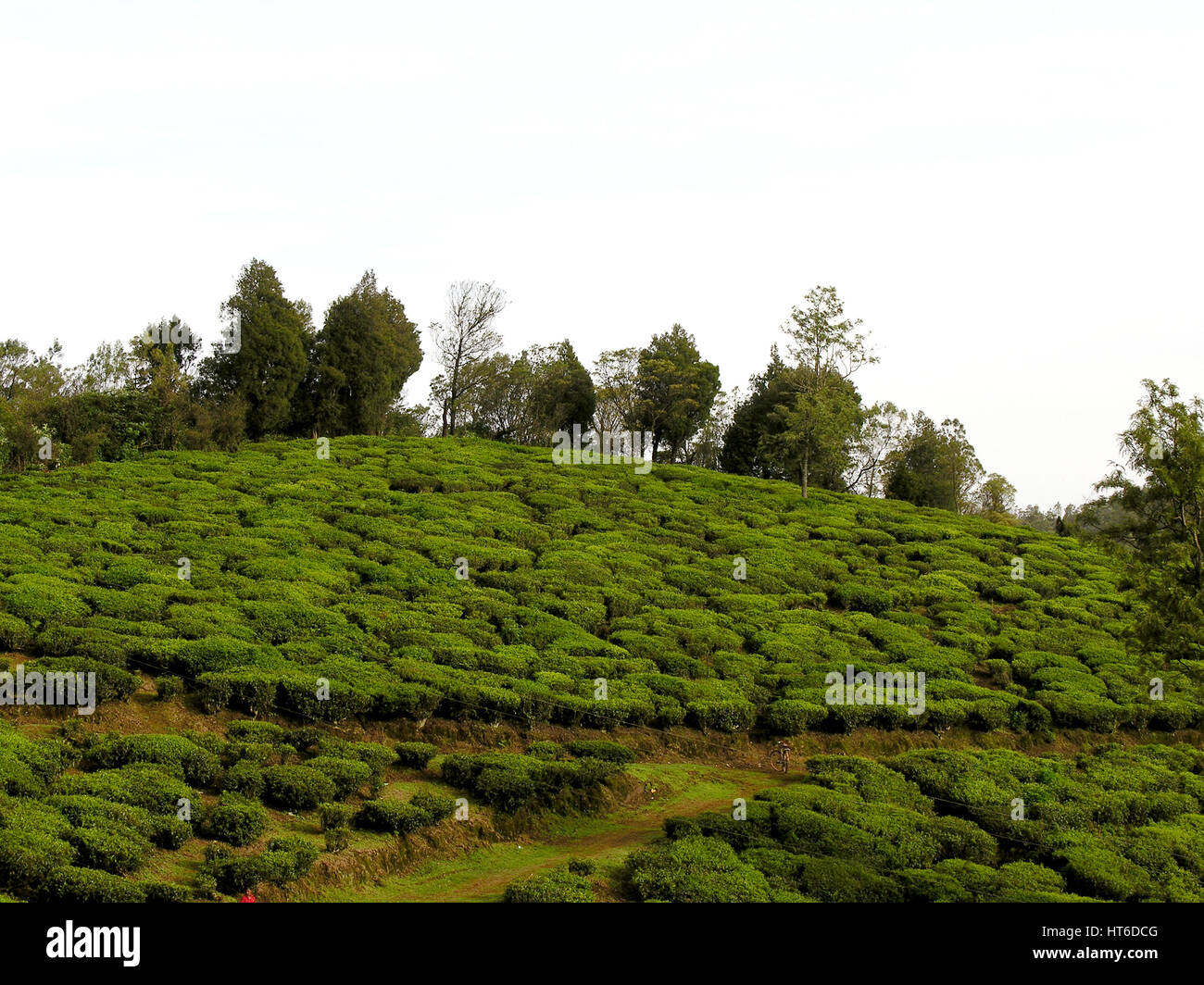 Tea Gardens at Ooty, India Stock Photo - Alamy